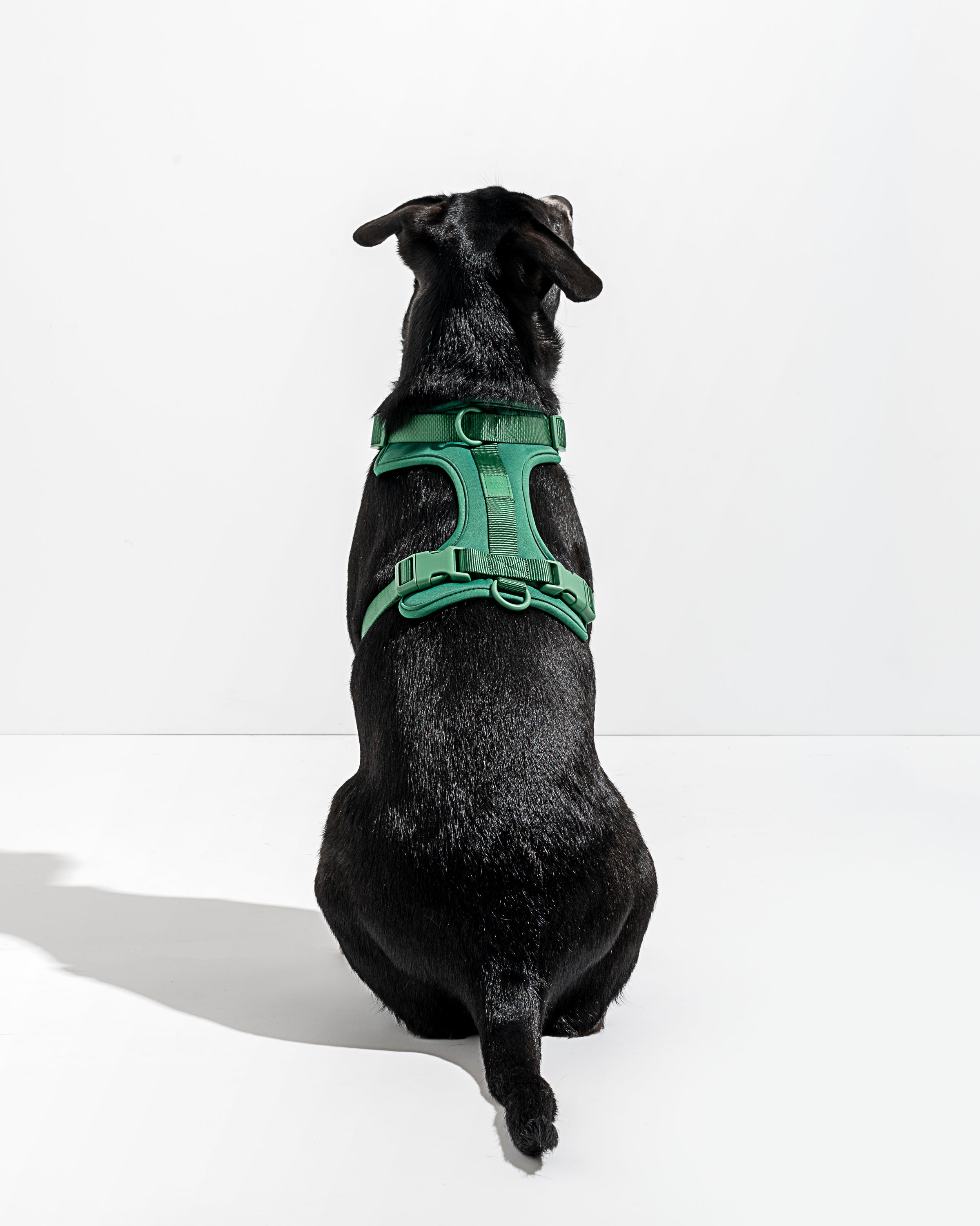 [L only] Wild One Harness, Spruce – NNYEO