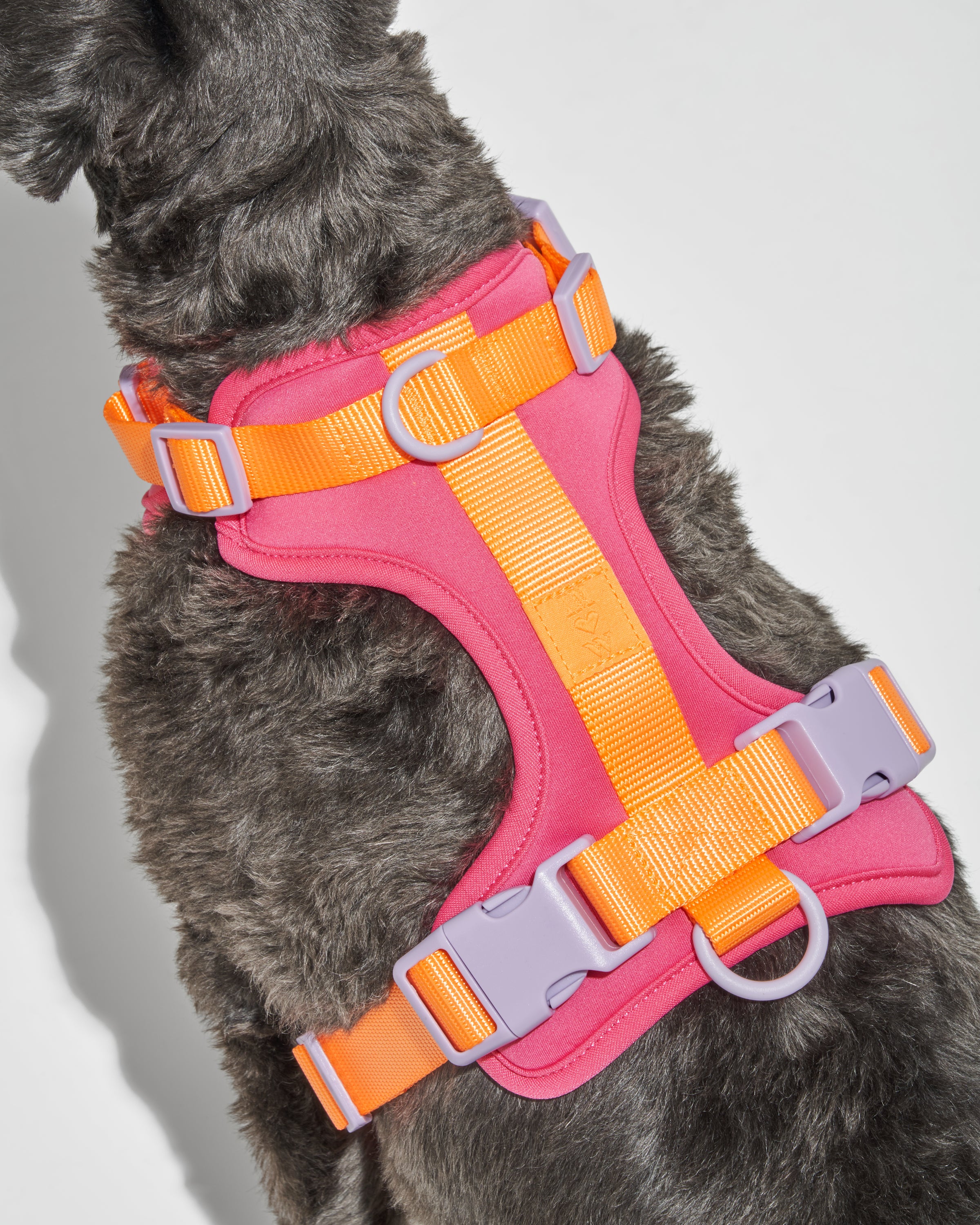 [XS, L] Wild One Harness, Limited Edition, IM Cosmopolitan Pink – NNYEO