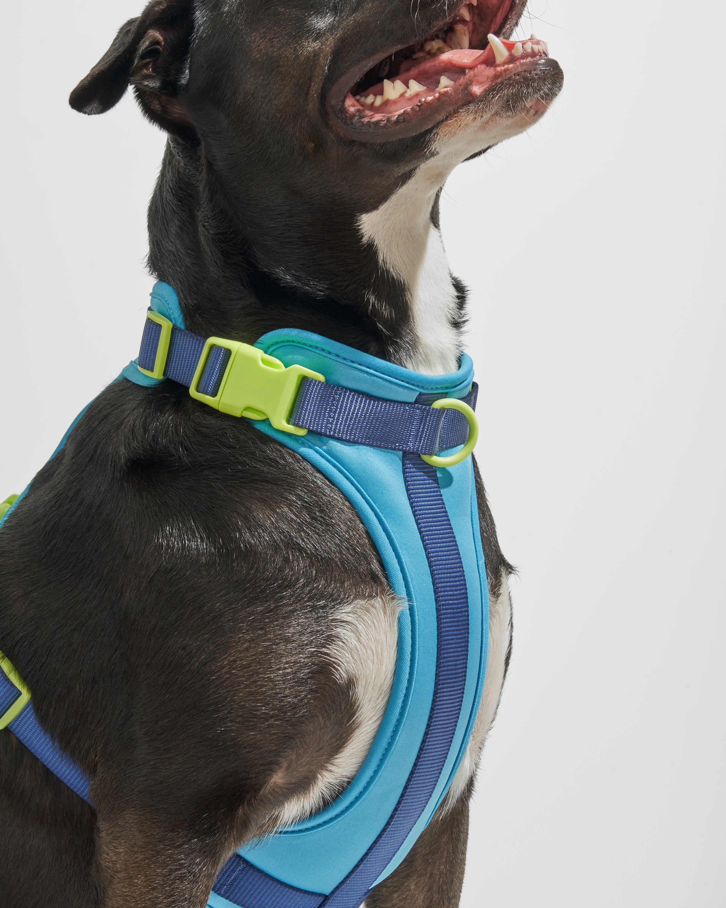 [XS, L] Wild One Harness, Limited Edition, IM Hudson Blue – NNYEO